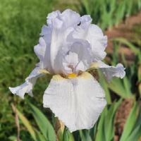 Photo of the bloom of Tall Bearded Iris (Iris 'High Ho Silver') posted ...