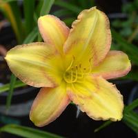 Photo of the bloom of Daylily (Hemerocallis 'Delicate Design') posted ...
