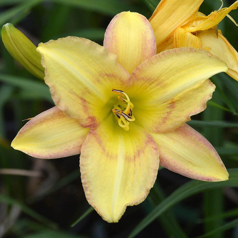 Photo of the bloom of Daylily (Hemerocallis 'Delicate Design') posted ...