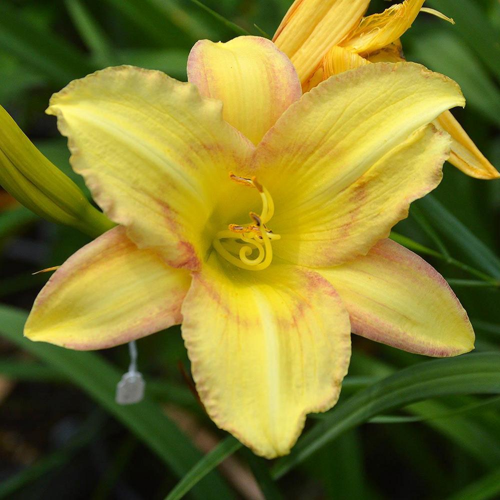 Photo of the bloom of Daylily (Hemerocallis 'Delicate Design') posted ...