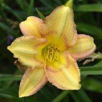 Photo of the bloom of Daylily (Hemerocallis 'Delicate Design') posted ...