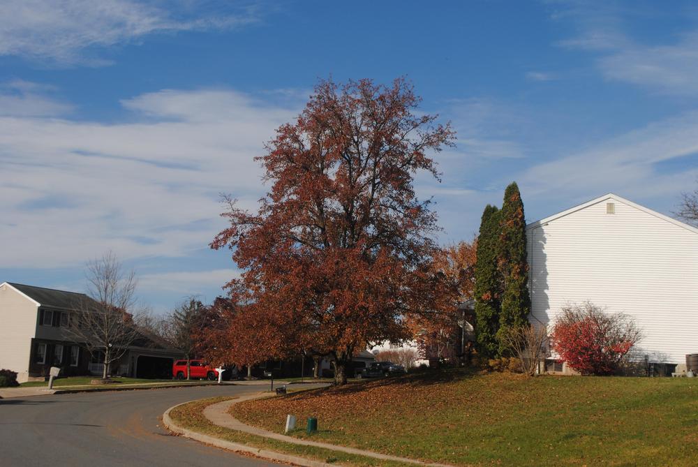 Photo of the fall color of Callery Pear (Pyrus calleryana Chanticleer ...