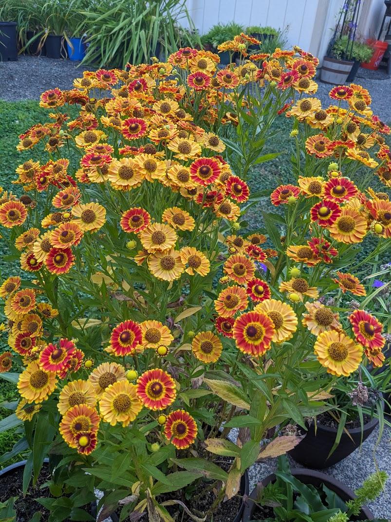 Photo of the entire plant of Sneezeweed (Helenium autumnale Mariachi ...