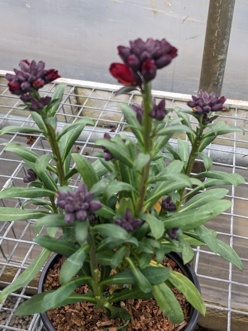 Wallflower (Erysimum Winter™ Passion) - Garden.org