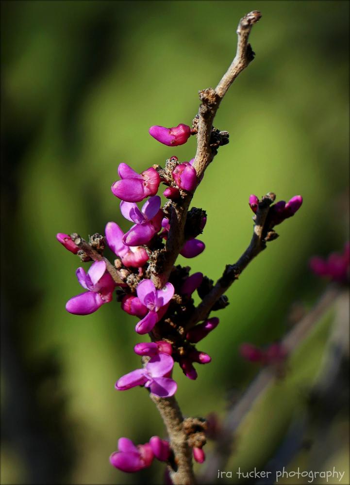 Photo of the bloom of Chinese Redbud (Cercis chinensis 'Don Egolf ...