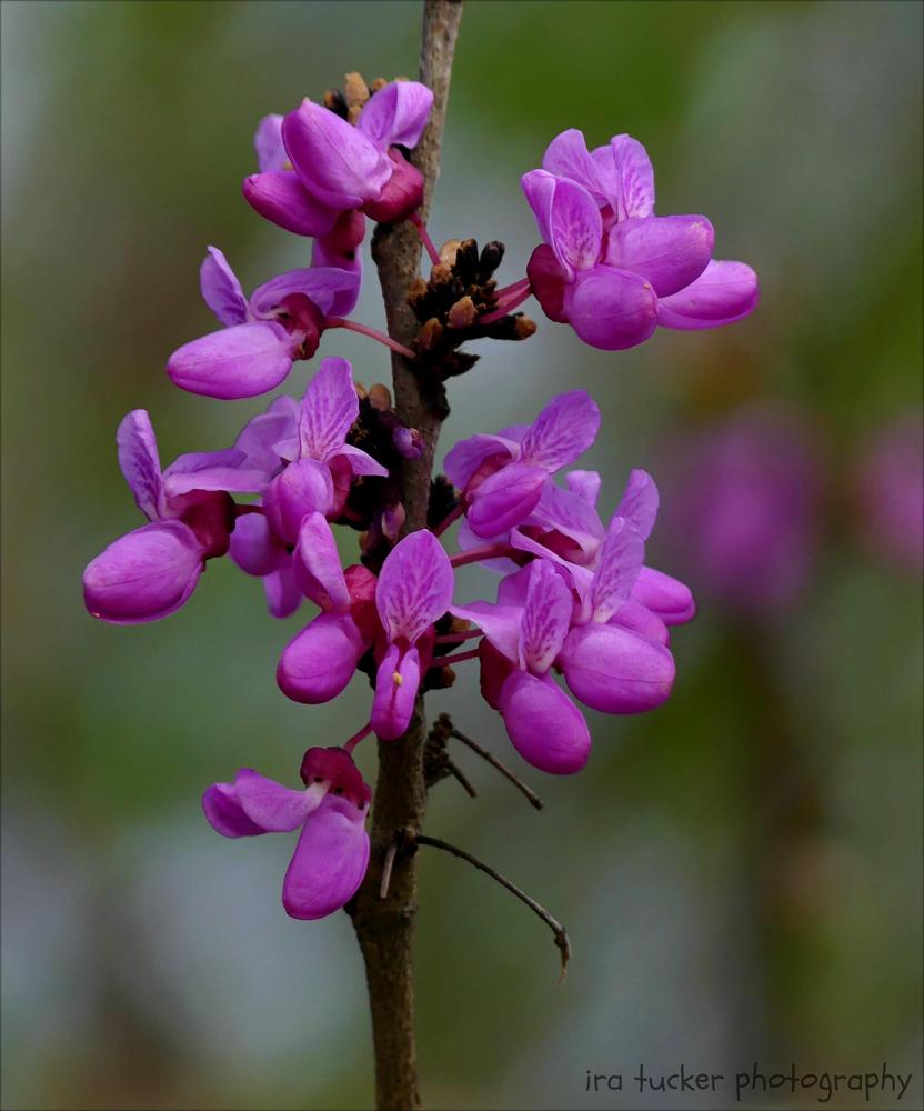 Photo of the bloom of Hybrid Redbud (Cercis 'Big John') posted by ...