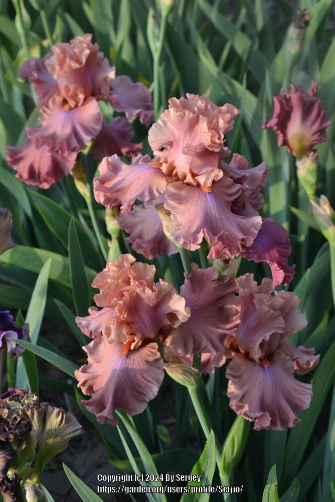 Photo of the bloom of Tall Bearded Iris (Iris 'Love Actually') posted ...