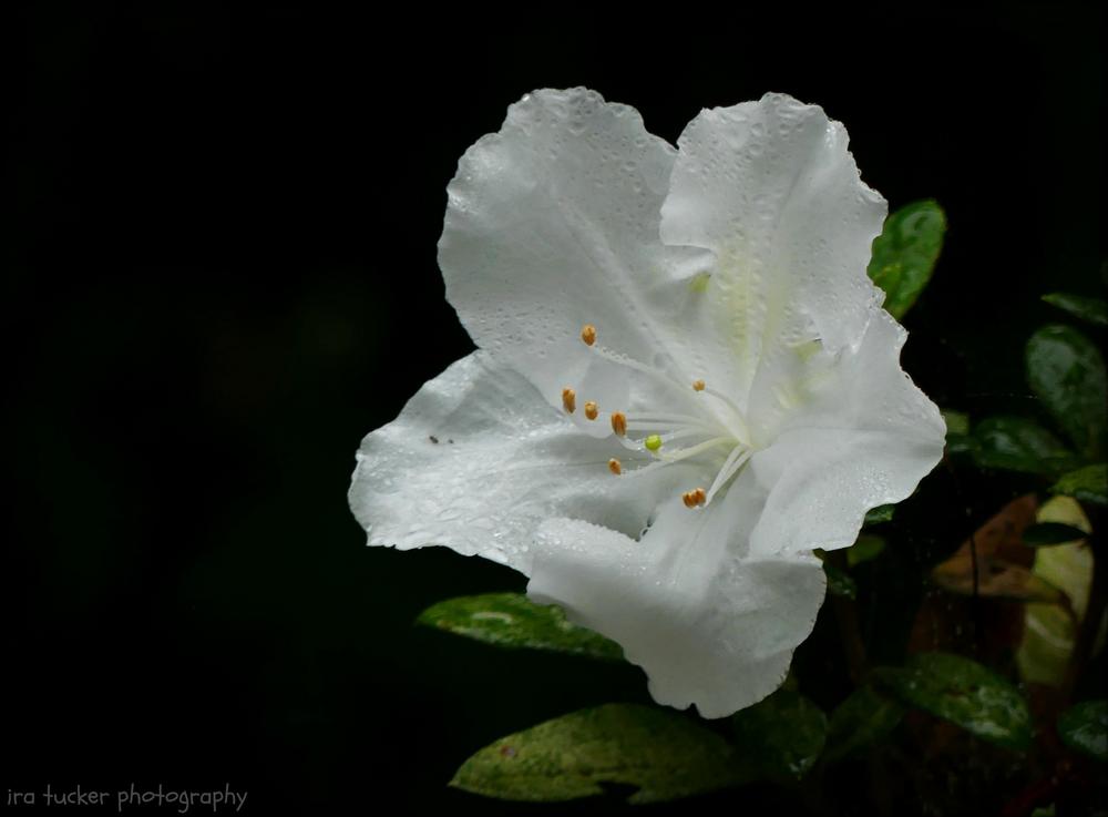Photo of the bloom of Azalea (Rhododendron ReBLOOM™ White Nobility ...