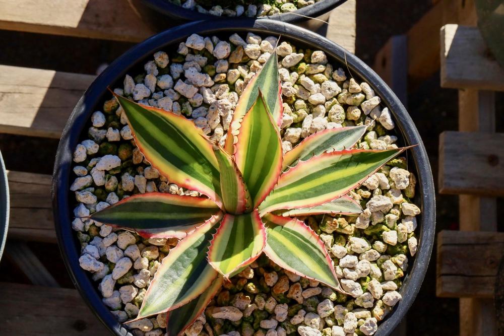 Photo of the entire plant of Center Stripe Agave (Agave univittata ...