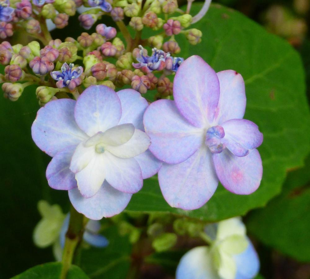 Lacecap Hydrangea (Hydrangea macrophylla 'Hanabi') in the Hydrangeas ...