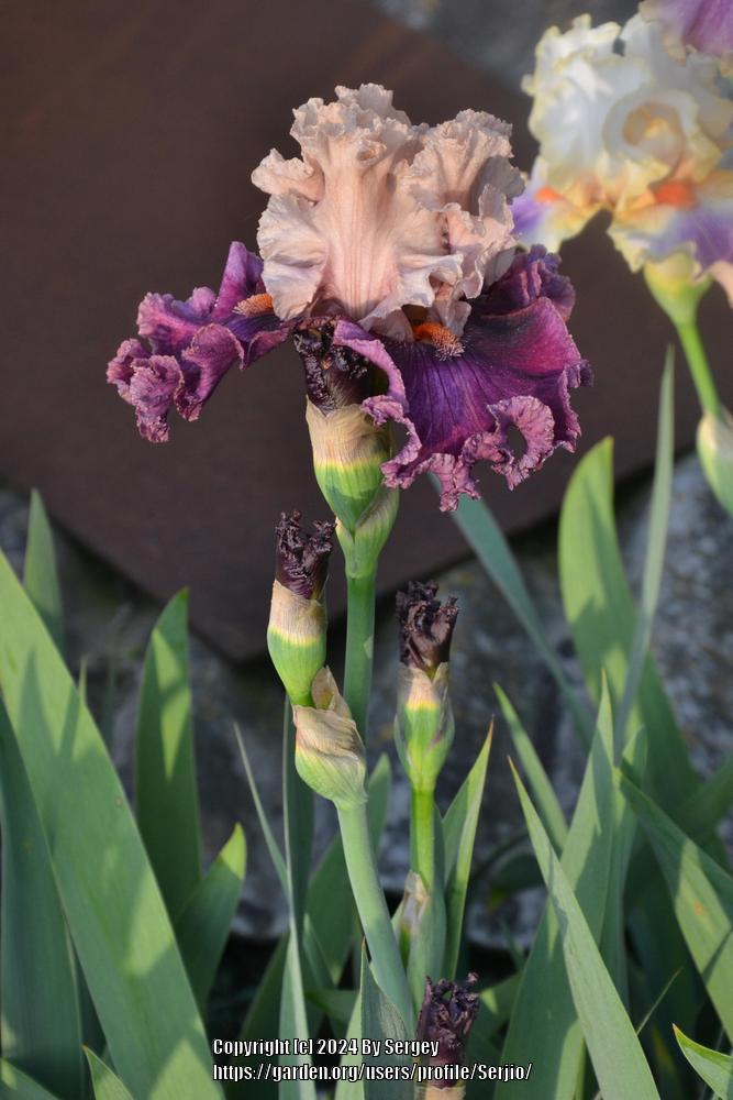 Photo of the bloom of Tall Bearded Iris (Iris 'Elite') posted by Serjio - Garden.org
