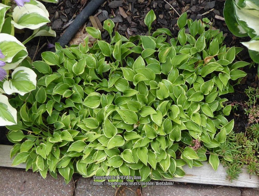 The best in MY garden for 2023 in the Hostas forum - Garden.org