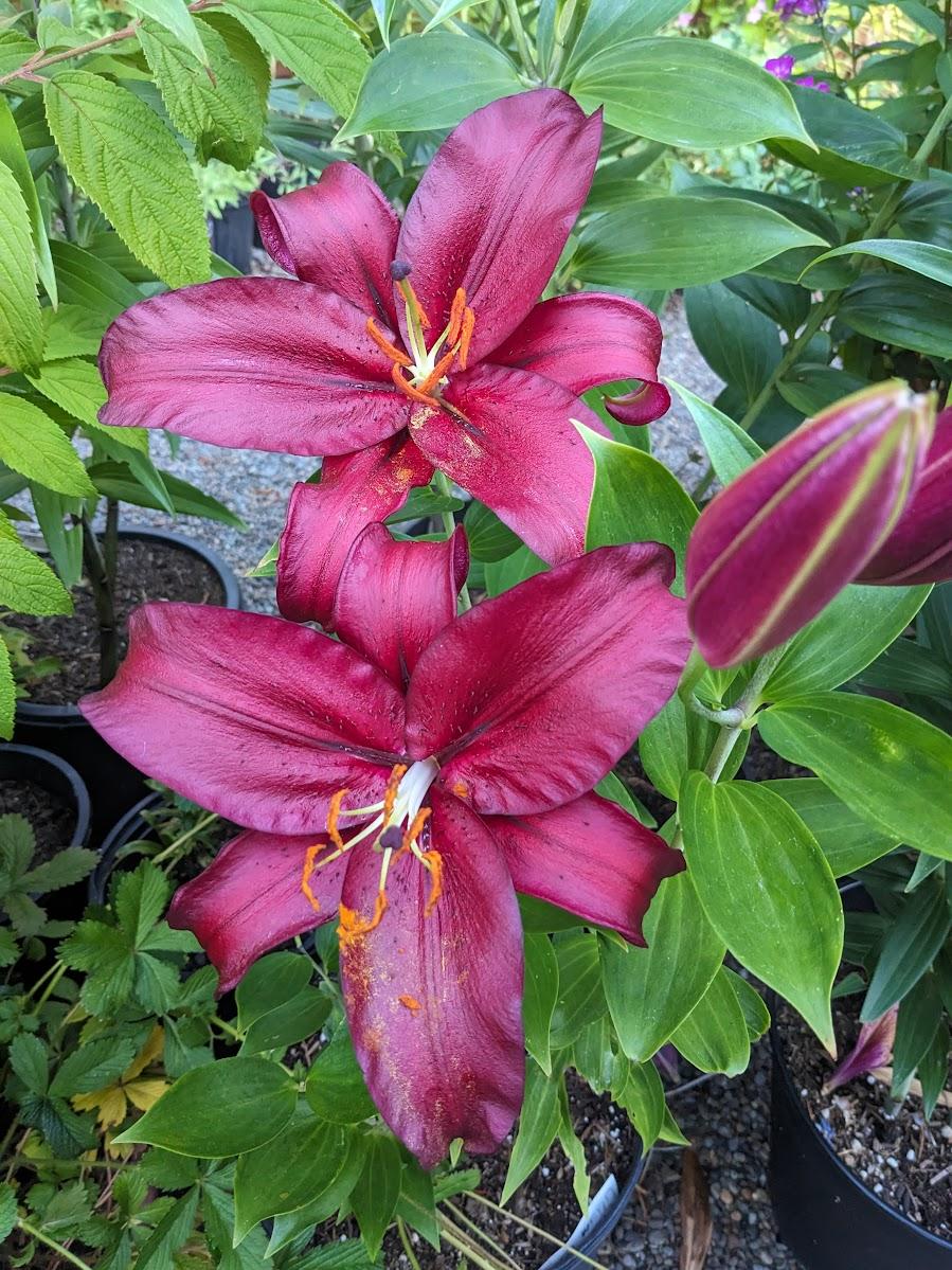 Photo of the bloom of Lily (Lilium 'Firebolt') posted by Joy - Garden.org