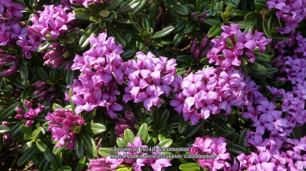 Photo of the bloom of Garland Flower (Daphne cneorum 'Eximia') posted ...