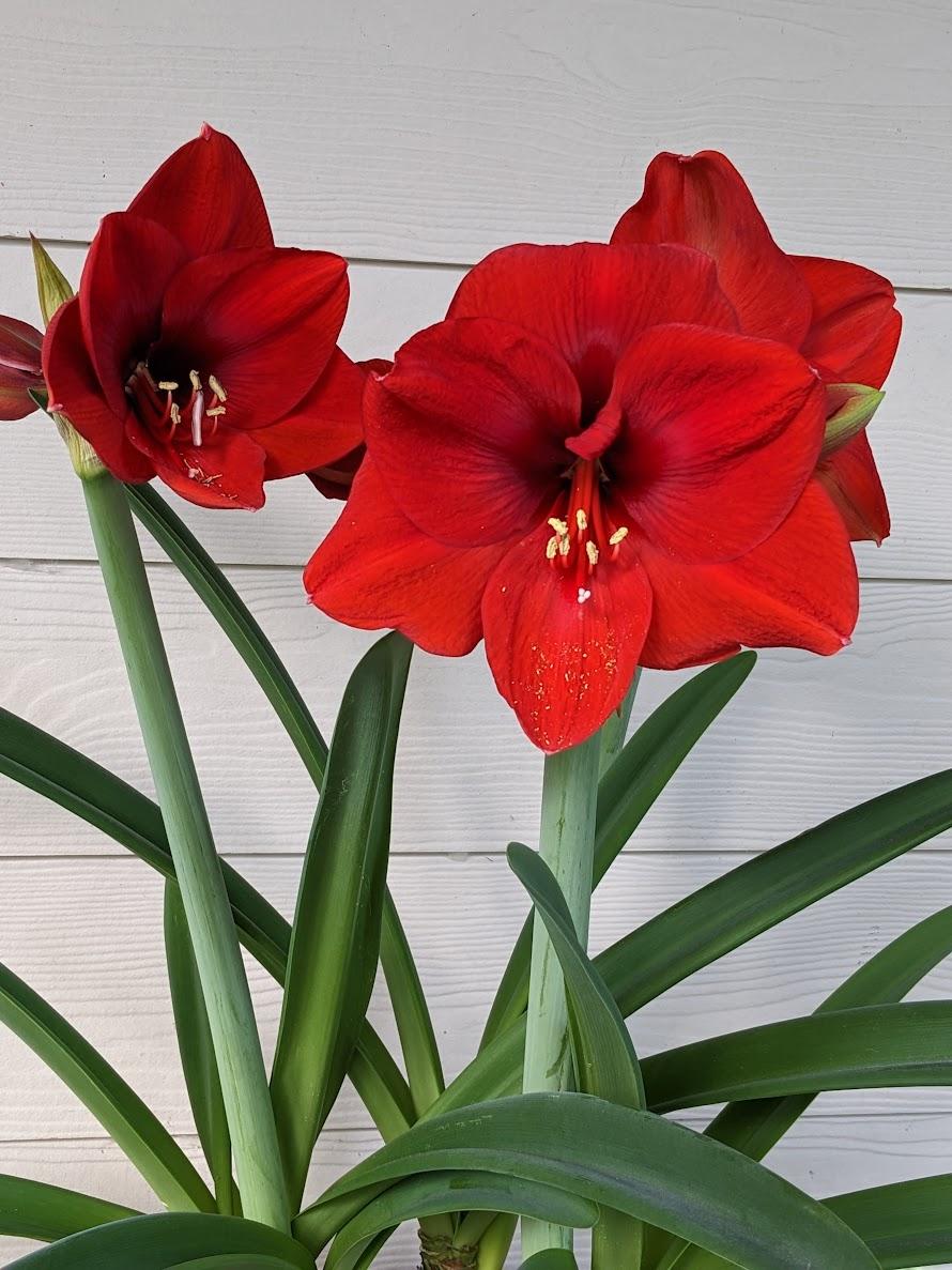 Photo of the entire plant of Amaryllis (Hippeastrum 'Red Lion') posted ...