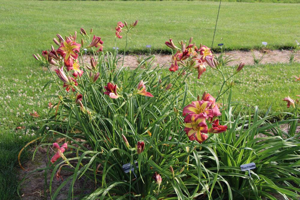 Photo of the entire plant of Daylily (Hemerocallis 'Rudy's Funhouse ...