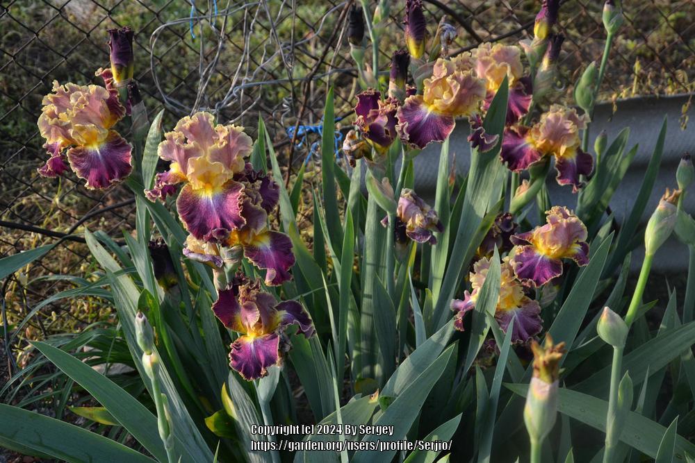 Photo of the bloom of Tall Bearded Iris (Iris 'High Master') posted by Serjio - Garden.org