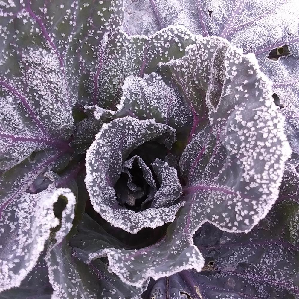 2024 Vegetable Gardening in the Vegetables and Fruit forum - Garden.org