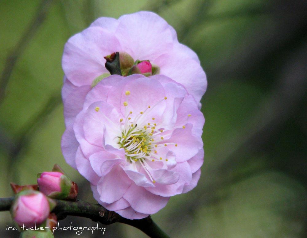 Photo of the bloom of Weeping Flowering Apricot (Prunus mume 'W.B ...