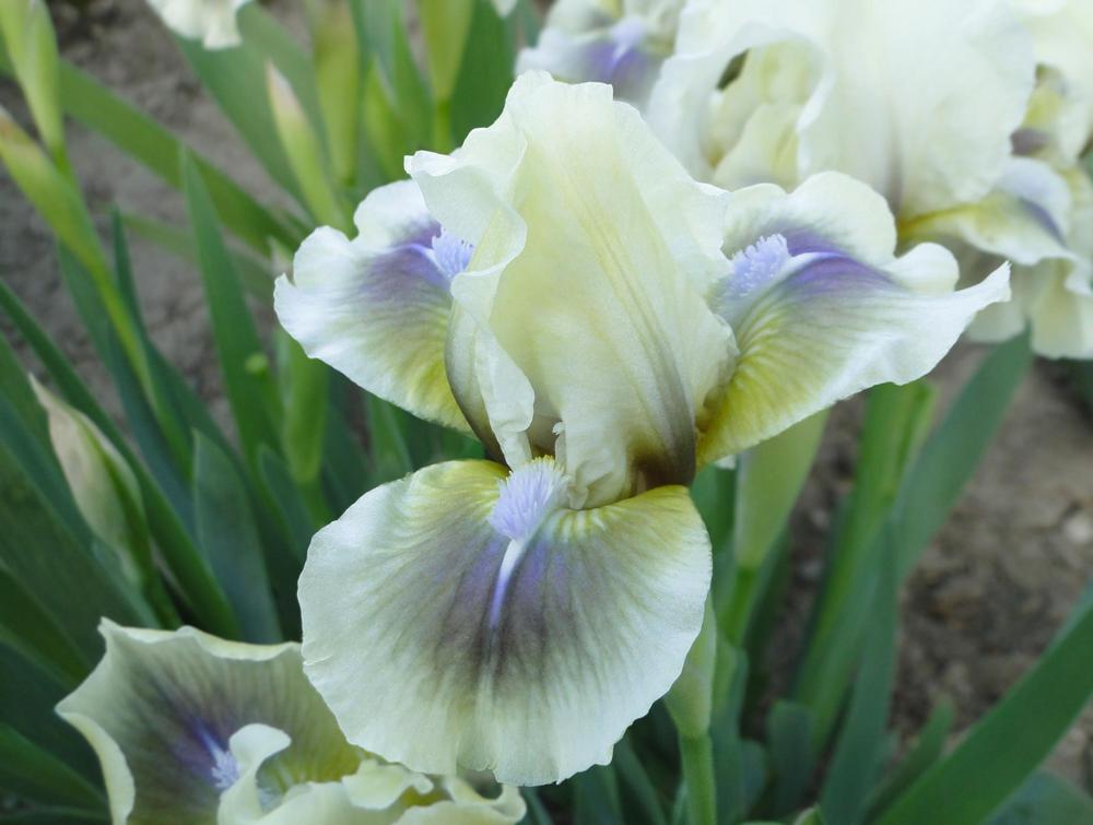 Photo of the bloom of Standard Dwarf Bearded Iris (Iris 'Prairie Spirit ...