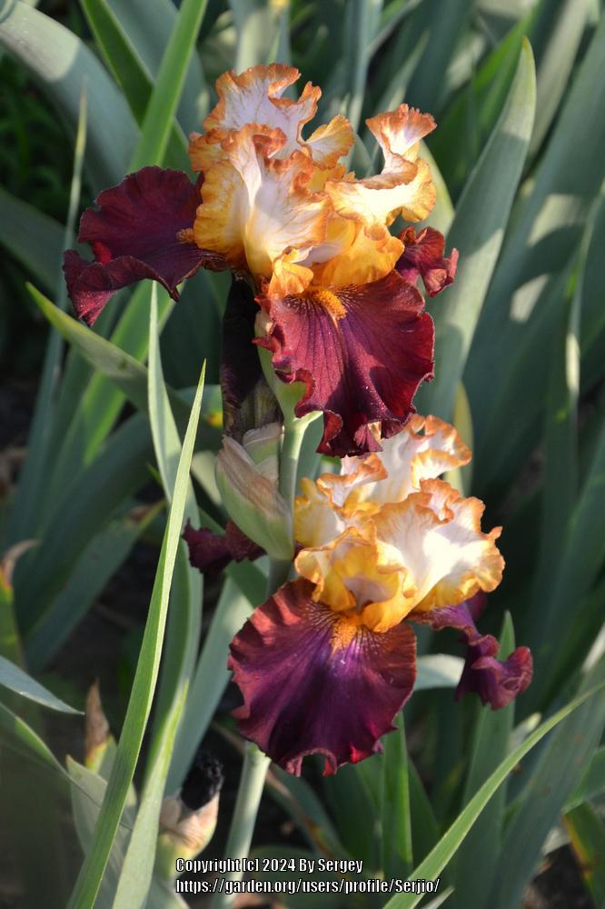 Tall Bearded Iris (Iris 'Top Line') in the Irises Database - Garden.org