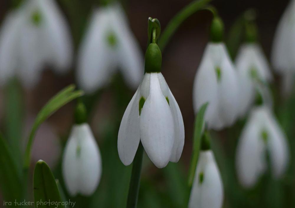 Photo of the bloom of Snowdrop (Galanthus 'Magnet') posted by ...