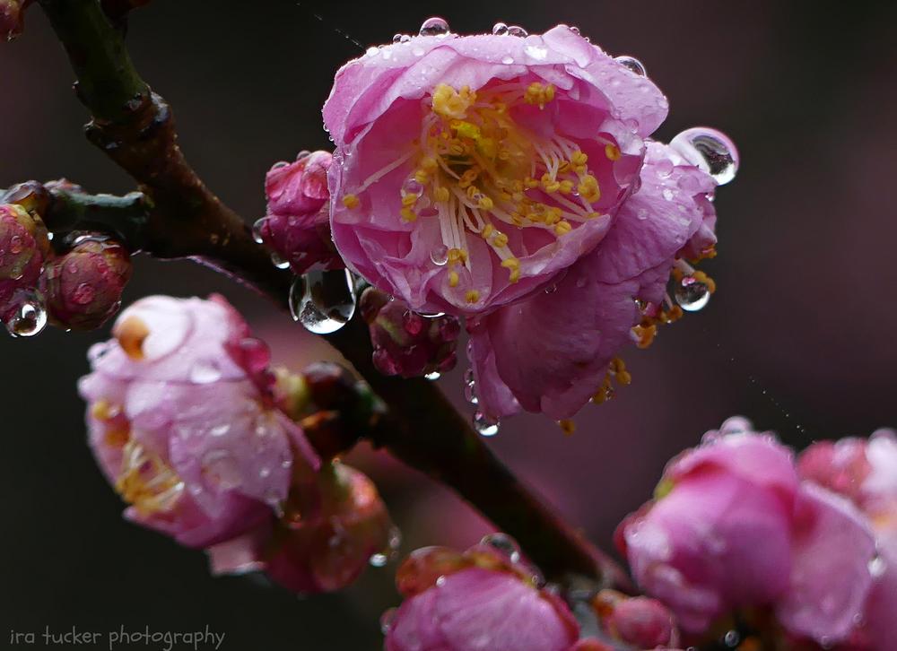 Photo of the bloom of Apricot (Prunus mume 'Bonita') posted by ...