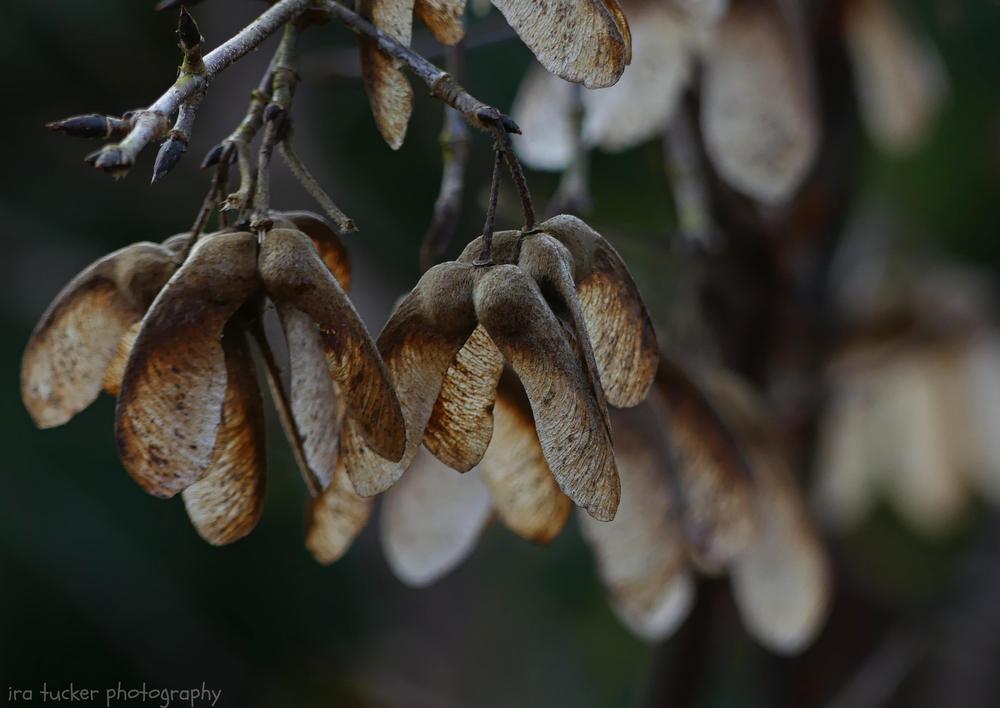 Photo of the seed pods or heads of Paperbark Maple (Acer griseum ...
