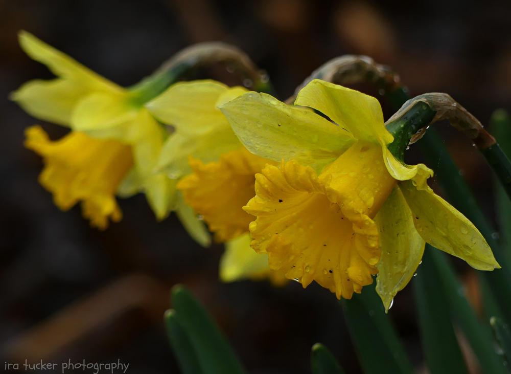 Photo of the bloom of Trumpet daffodil (Narcissus 'Rijnveld's Early ...