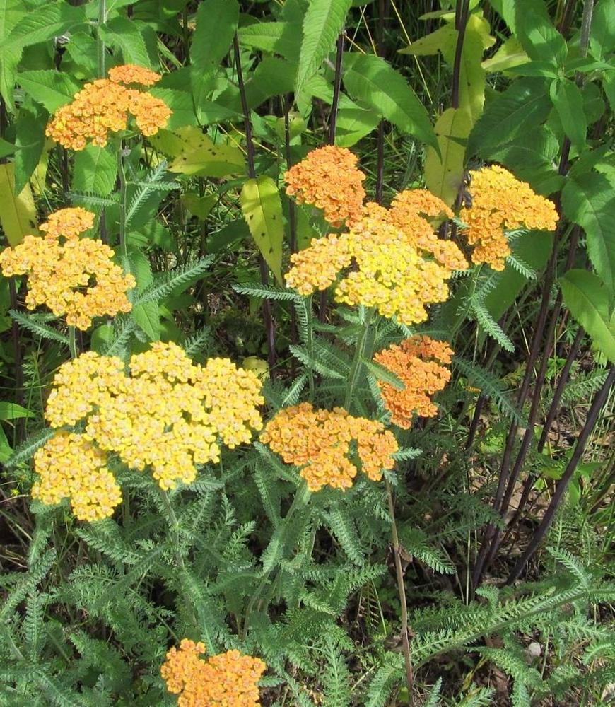 Photo of the entire plant of Yarrow (Achillea millefolium 'Orange Queen ...