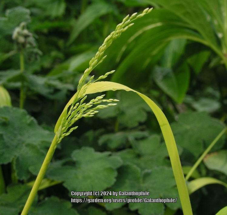 Golden Millet Grass (Milium effusum 'Aureum') - Garden.org