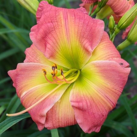 Daylily (Hemerocallis 'Forever Sunset') in the Daylilies Database ...