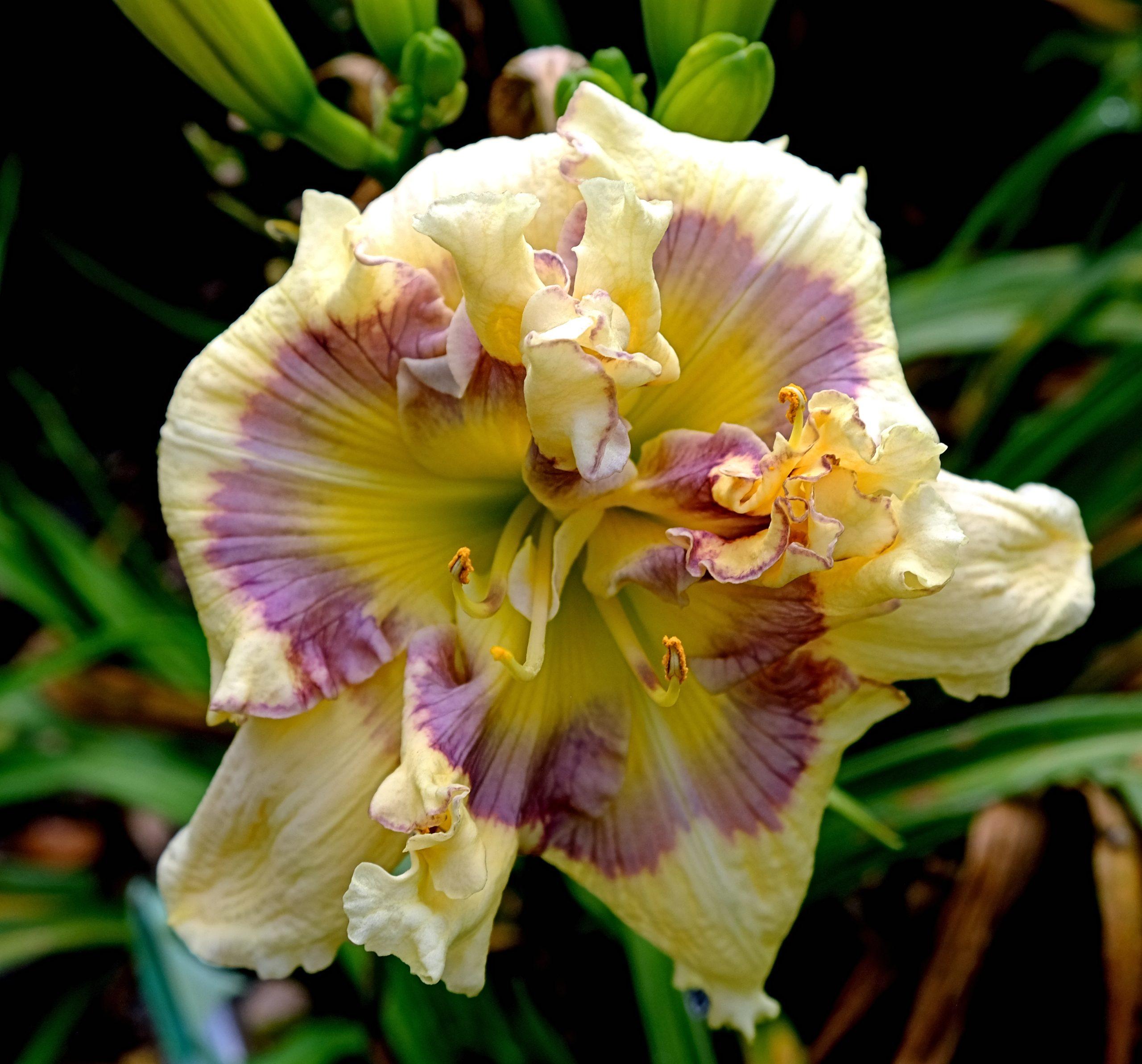 Daylily (Hemerocallis 'Pop the Cork') in the Daylilies Database - Garden.org