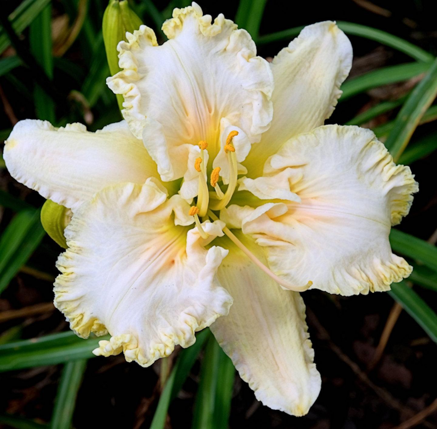 Daylily (Hemerocallis 'Jaimi Jackson') in the Daylilies Database - Garden.org