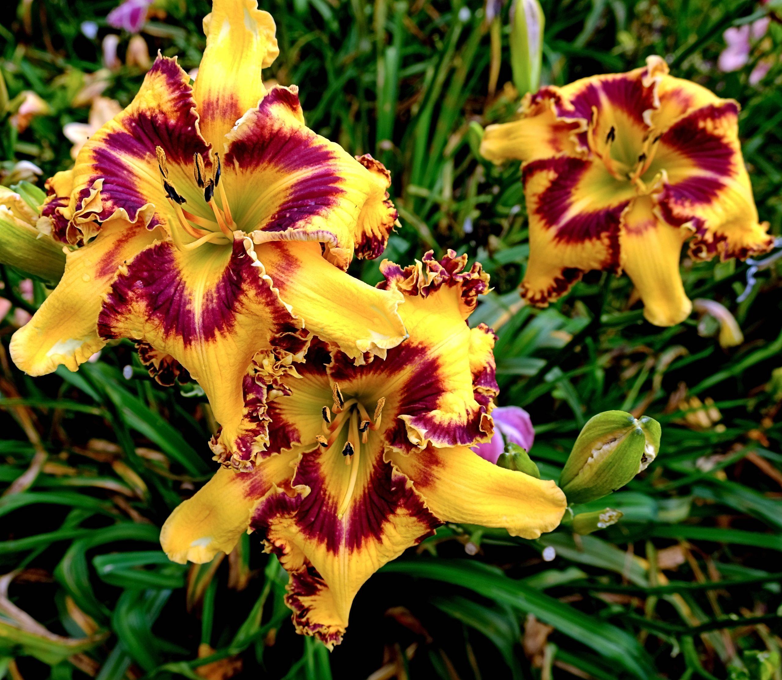 Daylily (Hemerocallis 'One Eye') in the Daylilies Database - Garden.org