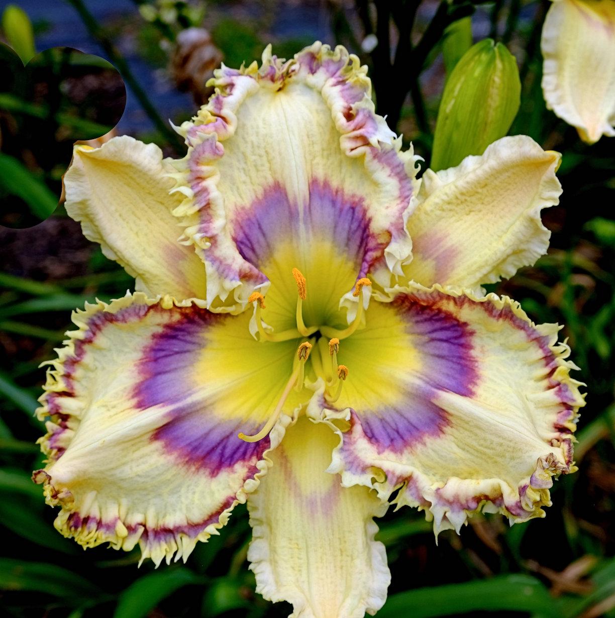 Daylily (Hemerocallis 'Keebe') in the Daylilies Database - Garden.org