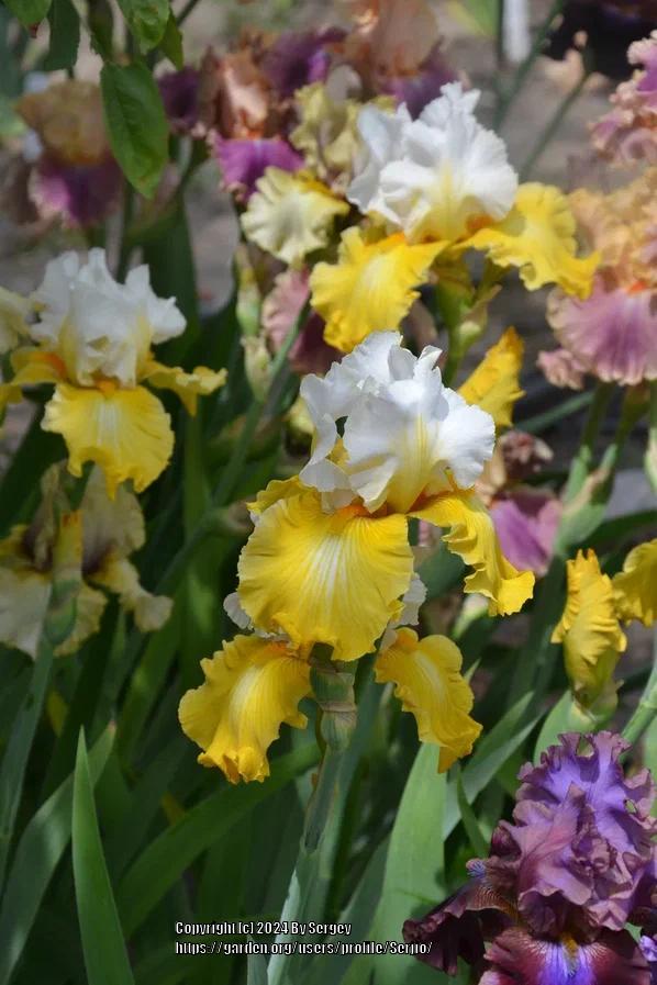 Photo of the bloom of Tall Bearded Iris (Iris 'Certain Magic') posted ...