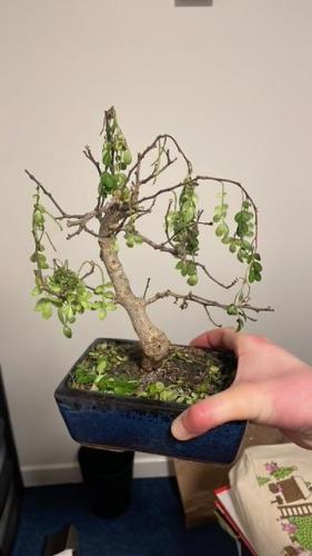 Is my bonsai over-watered or under-watered? in the Ask a Question forum ...