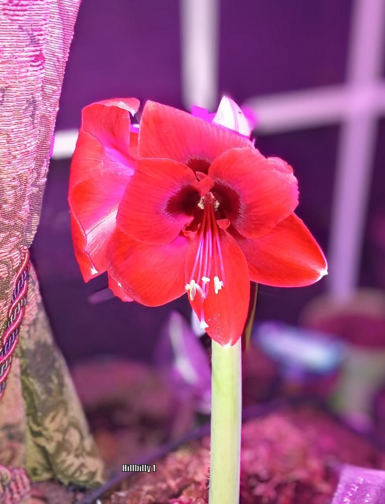 Photo of the bloom of Amaryllis (Hippeastrum 'Red Lion') posted by ...