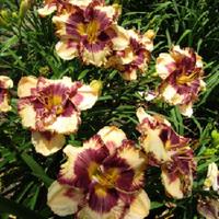 Photo of the entire plant of Daylily (Hemerocallis 'Fancy Needlework') posted by Msfarmbo ...