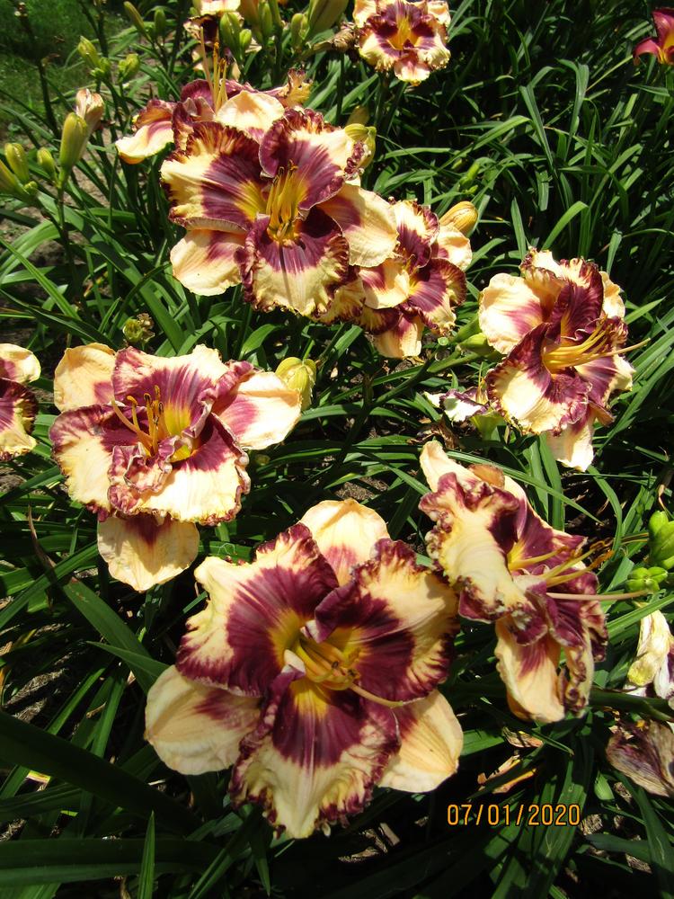 Daylily (Hemerocallis 'Fancy Needlework') in the Daylilies Database - Garden.org