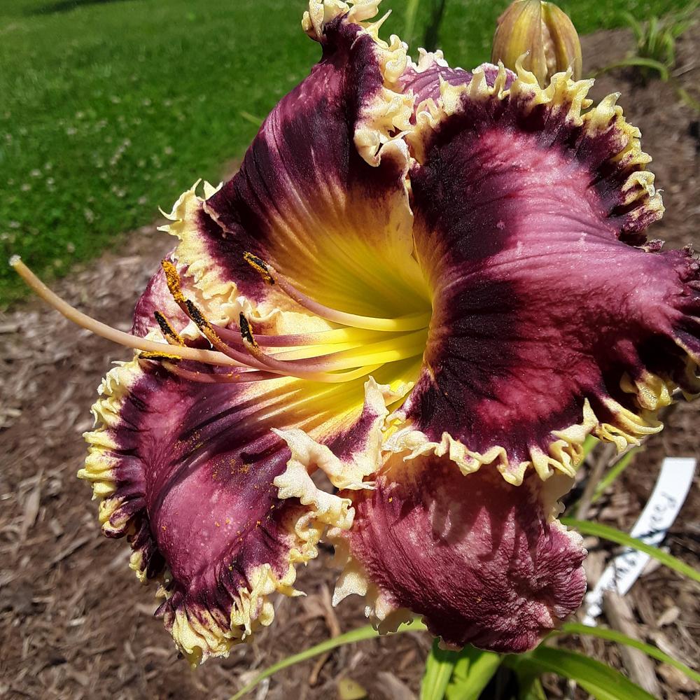 Photo of the bloom of Daylily (Hemerocallis 'Tumbleweed') posted by ...