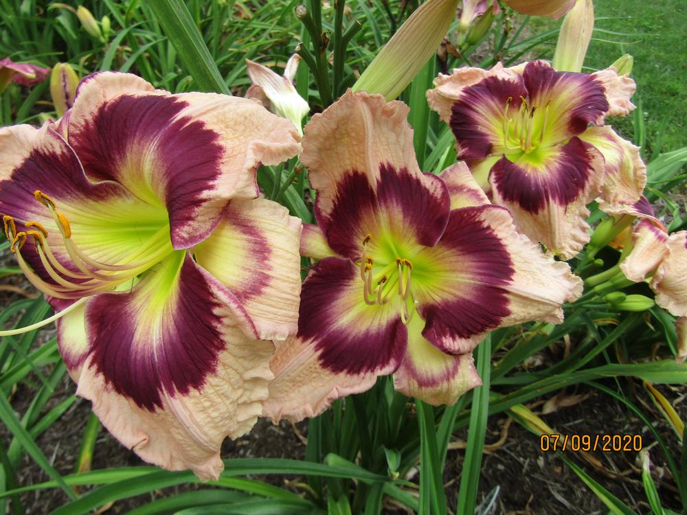 Photo of the entire plant of Daylily (Hemerocallis 'Gary Maly') posted ...