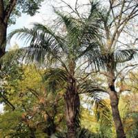Photo of the entire plant of Mule Palm (XButyagrus nabonnandii) posted ...