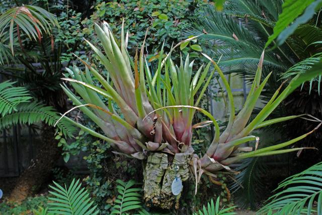Photo of the entire plant of Bromeliad (Aechmea bracteata) posted by ...