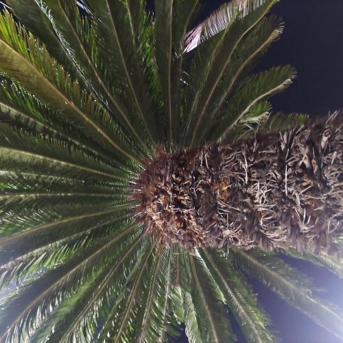 type of sago in the Ask a Question forum - Garden.org