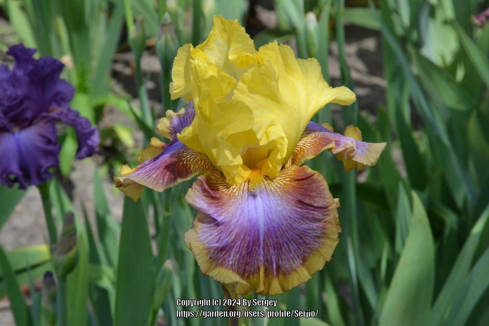 Photo of the bloom of Tall Bearded Iris (Iris 'Bold Pattern') posted by ...