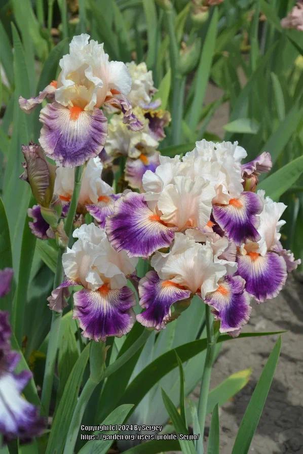 Photo of the bloom of Tall Bearded Iris (Iris 'Pop Idol') posted by ...