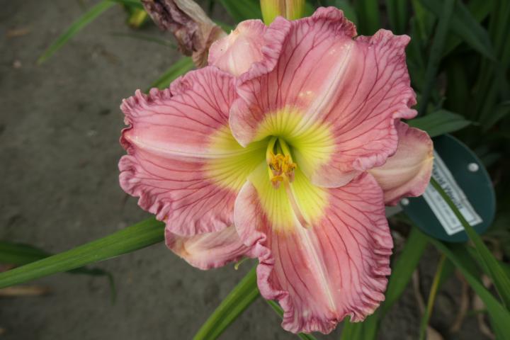 Photo of the bloom of Daylily (Hemerocallis 'David Wendt') posted by ...