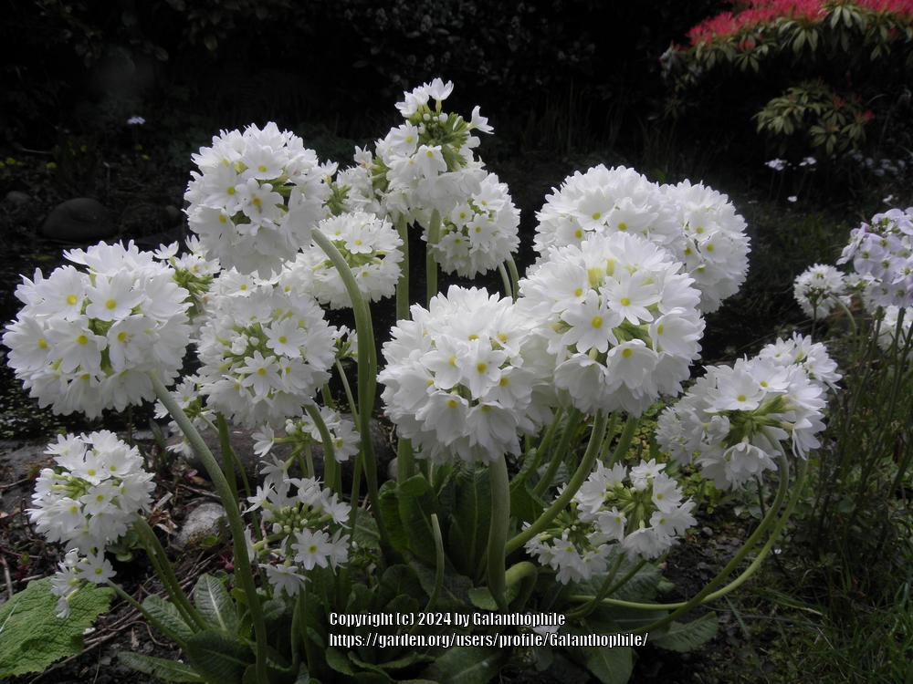 Photo of the bloom of Drumstick Primrose (Primula denticulata 'Alba ...